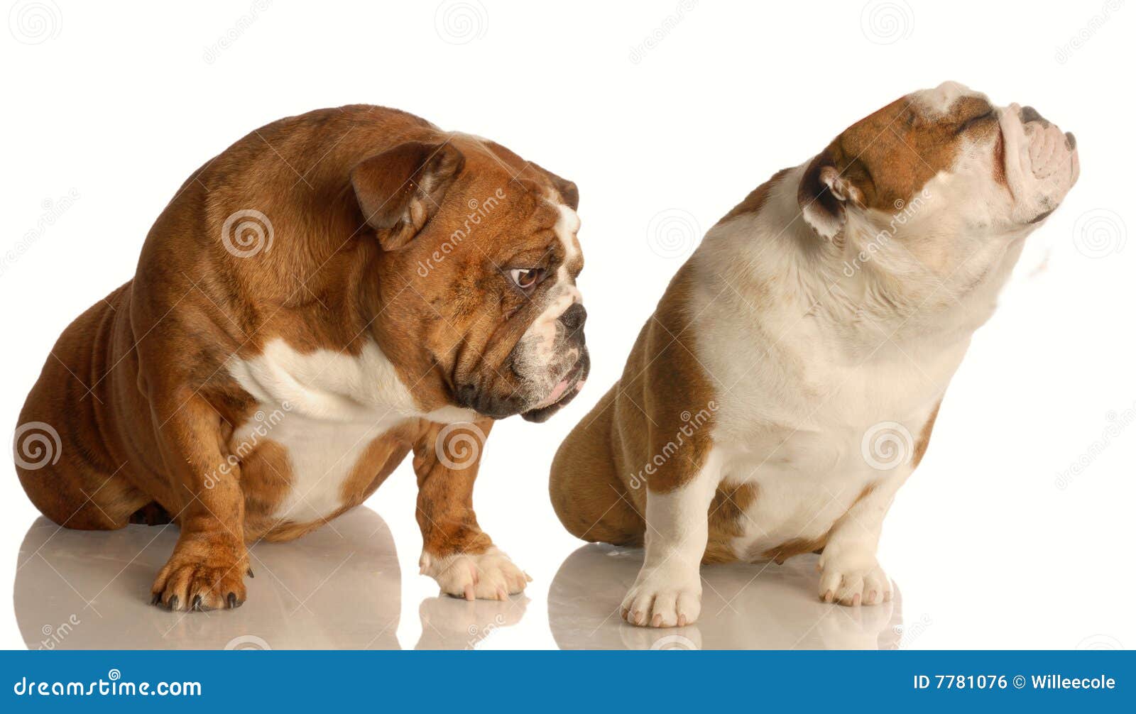 Funny dog fight stock photo. Image of companion, anger - 7781076