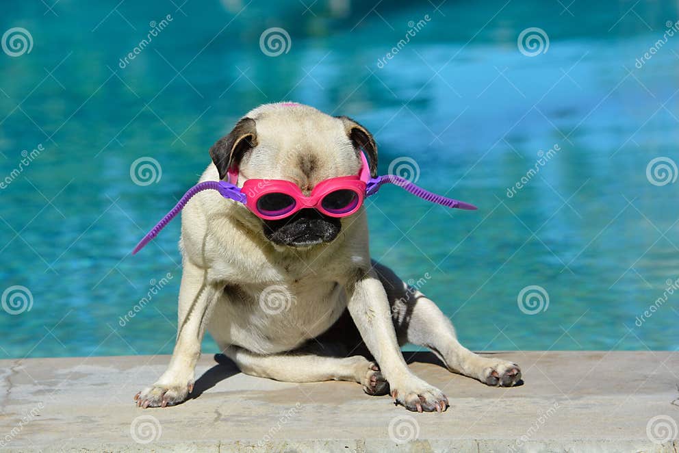 Pug dog with goggles stock image. Image of goggles, looks - 37703365