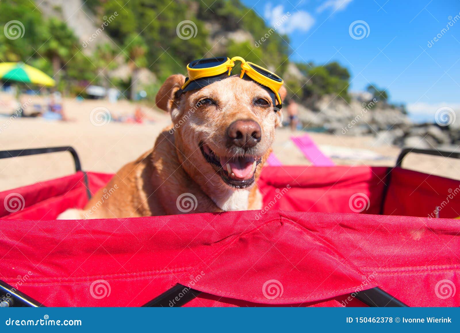 Funny Dog with Goggles at Beach Stock Photo - Image of spain, toys ...