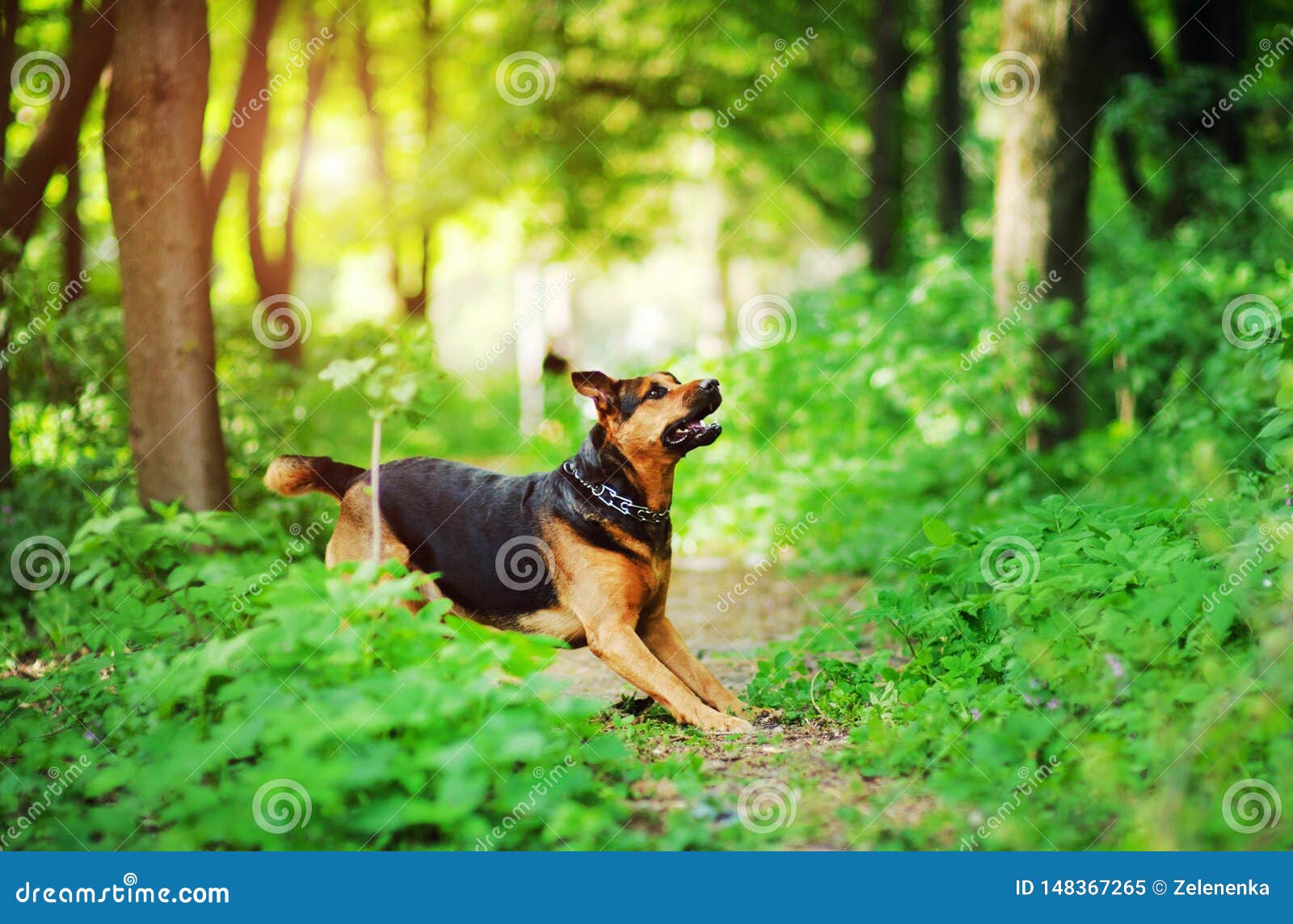 Funny dog on green forest stock image. Image of animal - 148367265