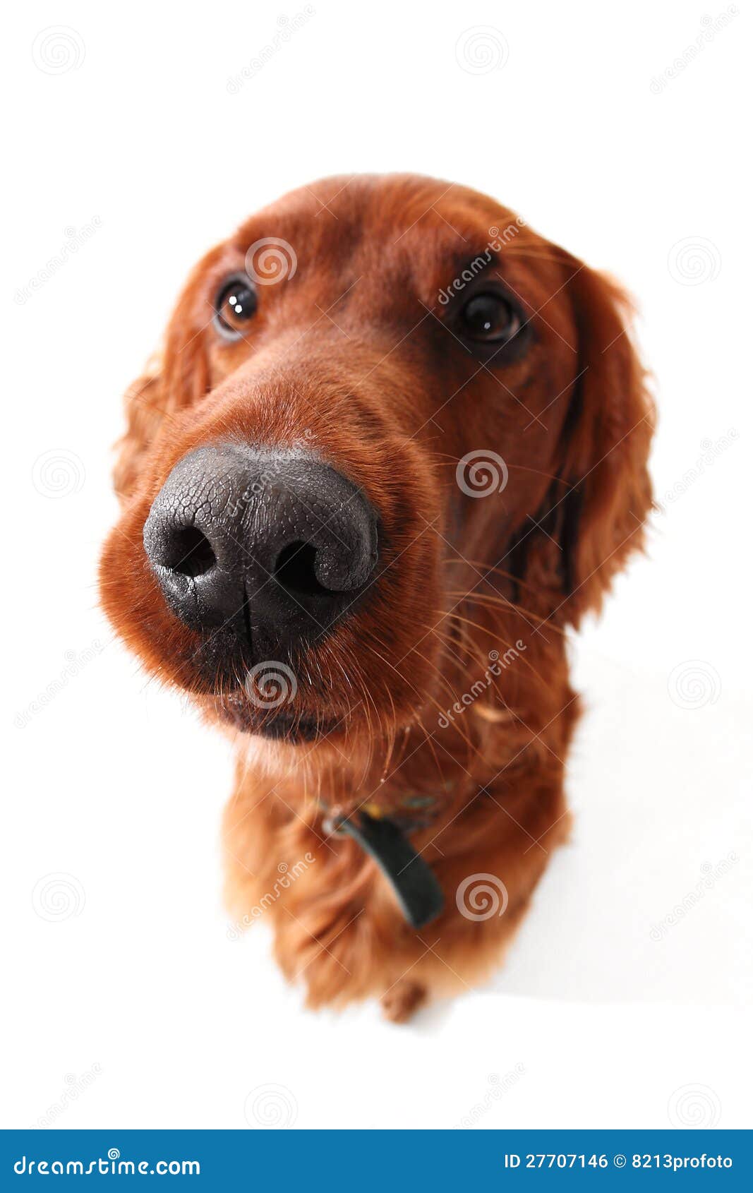 Funny dog Irish Setter stock photo. Image of spaniel - 27707146