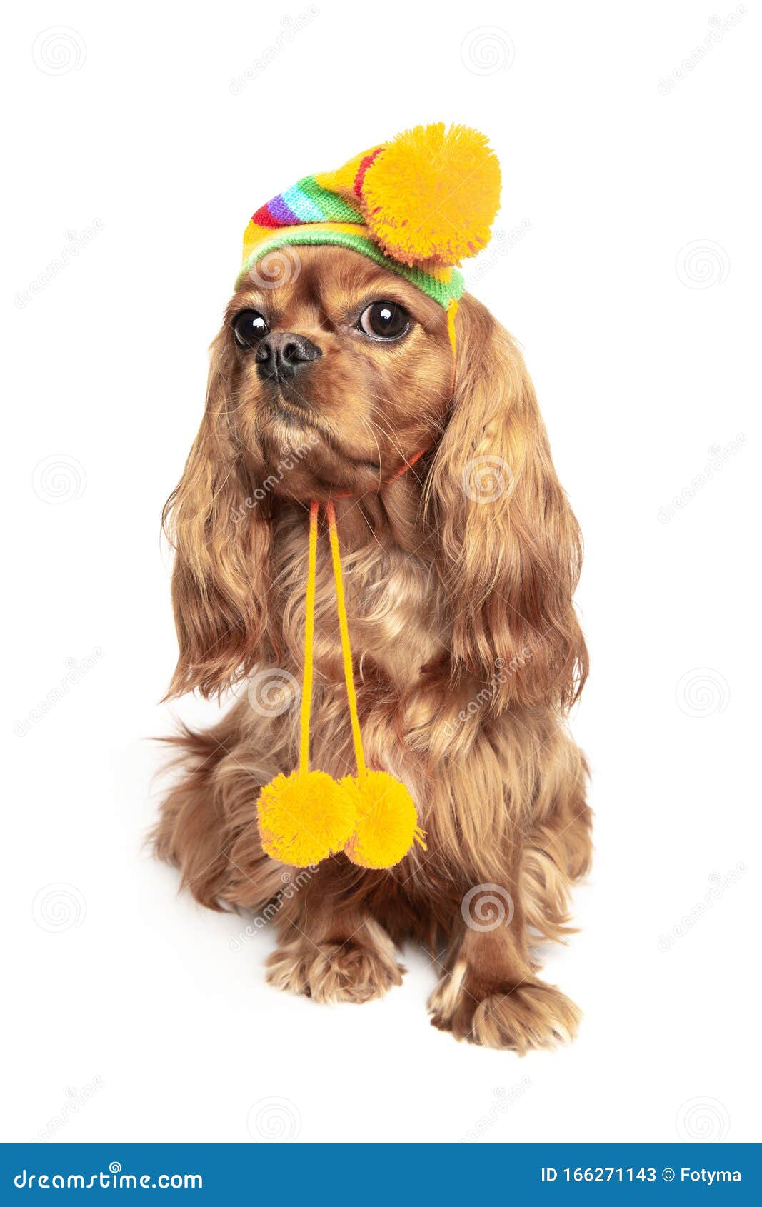 Funny Dog Isolated on White Background 库存图片 - 图片 包括有 逗人喜爱, 盖帽: 166271143