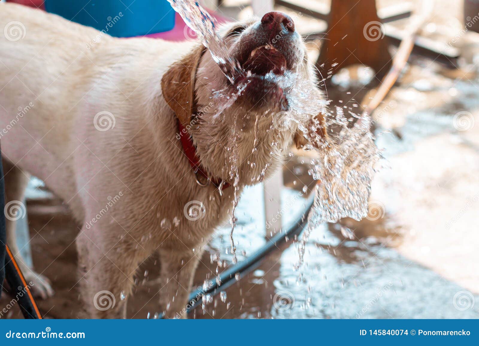Funny Dog Labrador Plays with Water Stock Photo - Image of golden ...