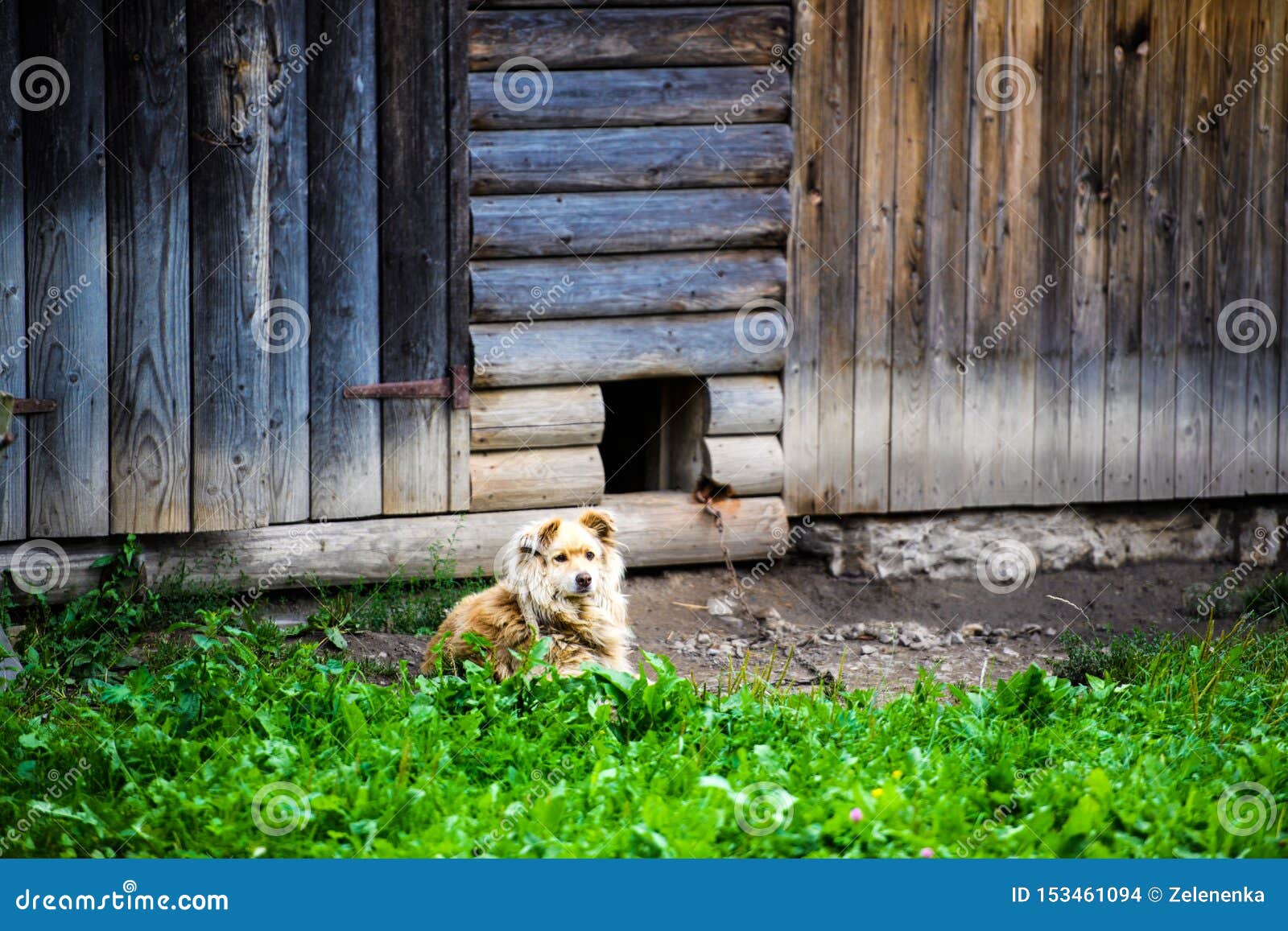 Funny dog outdoor stock photo. Image of crazy, outdoor - 153461094