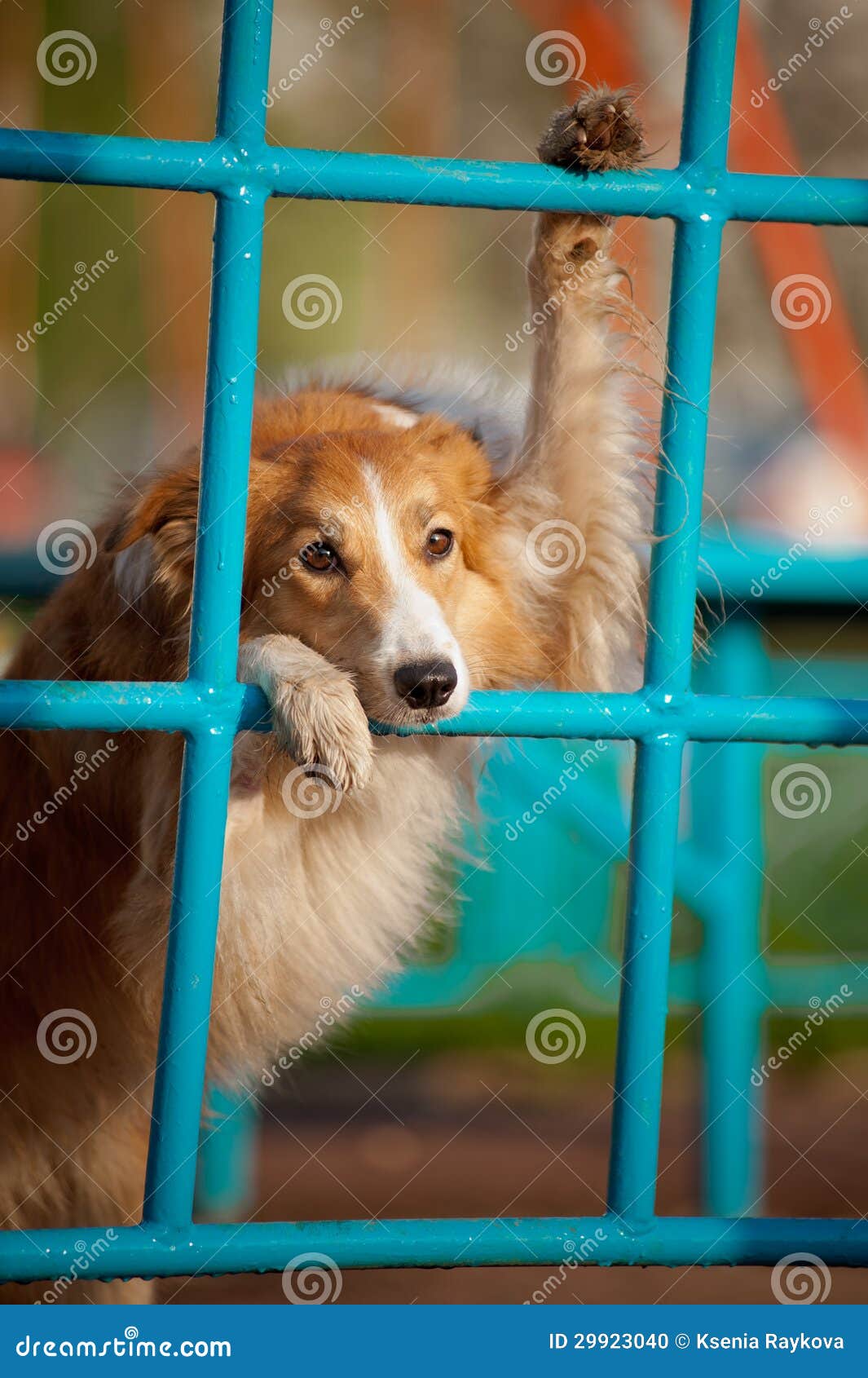 110 Modest Dog Stock Photos - Free & Royalty-Free Stock Photos from ...