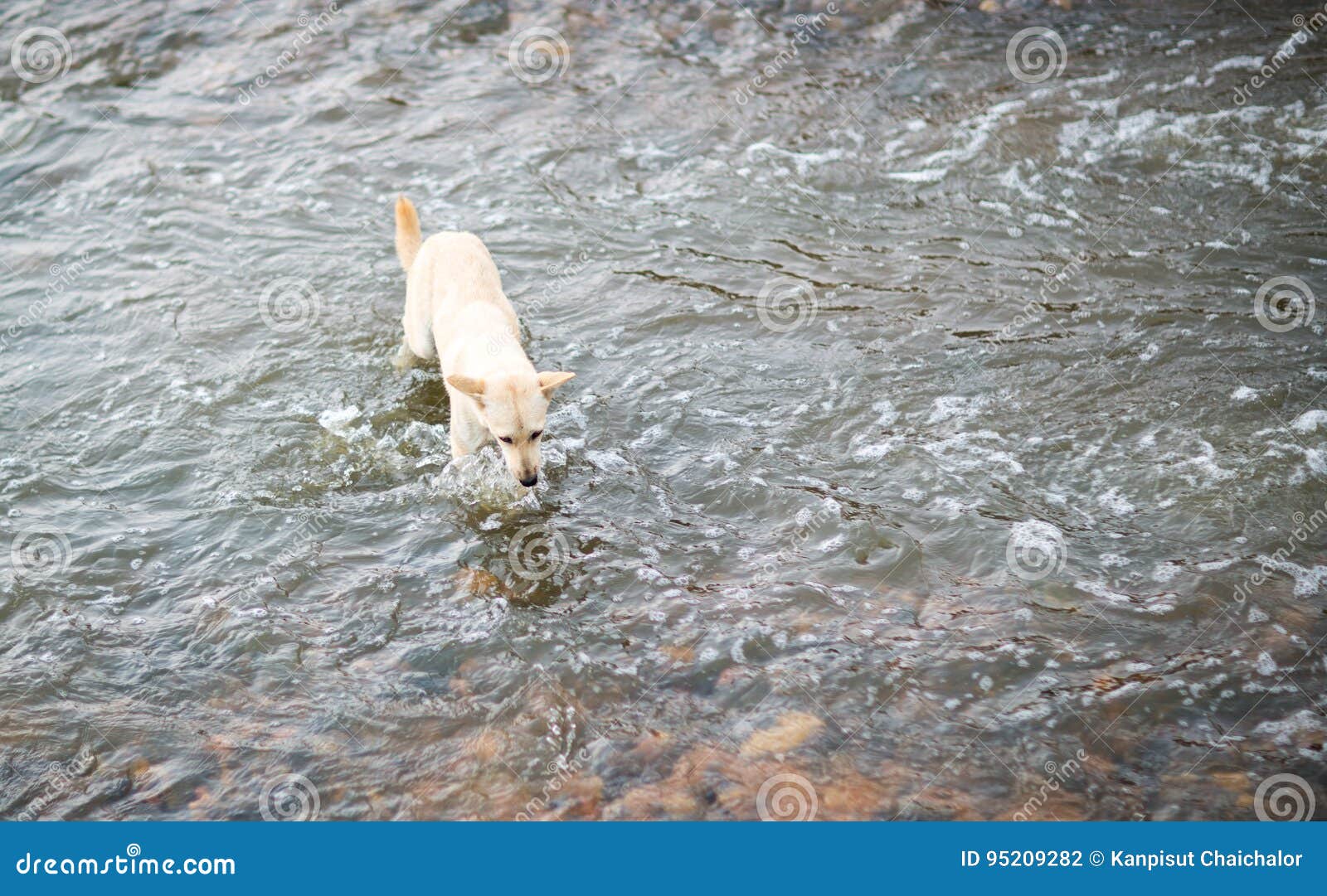 Funny Dog Playing in the Stream during Stock Photo - Image of standing ...