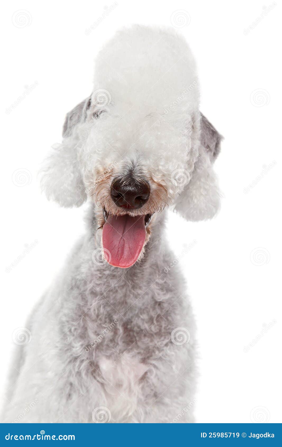 Funny Dog Portrait on White Background Stock Image - Image of ...