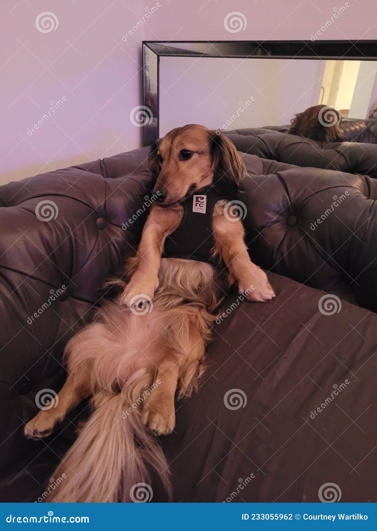 Funny dog pose editorial photography. Image of animal - 233055962