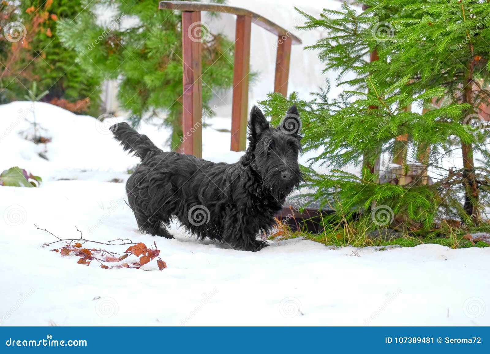 Funny Dog Poses for the Camera Stock Image - Image of black, animals ...