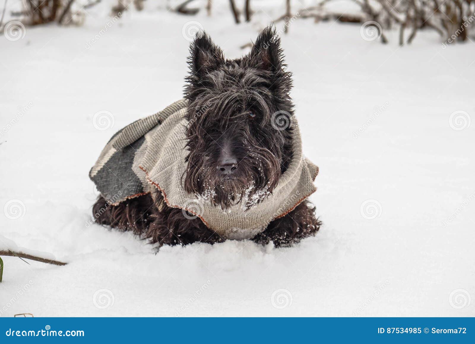 Funny Dog Poses for the Camera Stock Image - Image of resting, branch ...