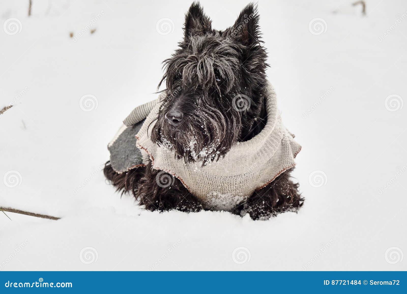 Funny Dog Poses for the Camera Stock Photo - Image of beautiful, pets ...