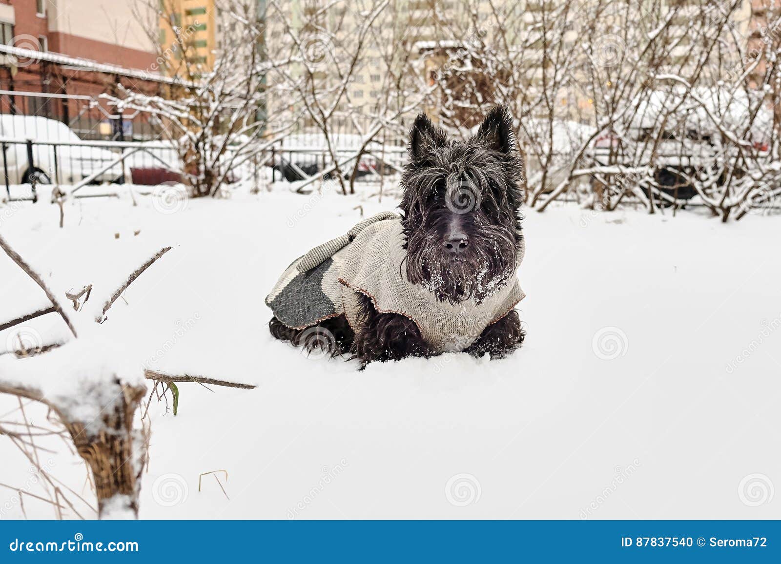 Funny Dog Poses for the Camera Stock Photo - Image of terrier, snow ...