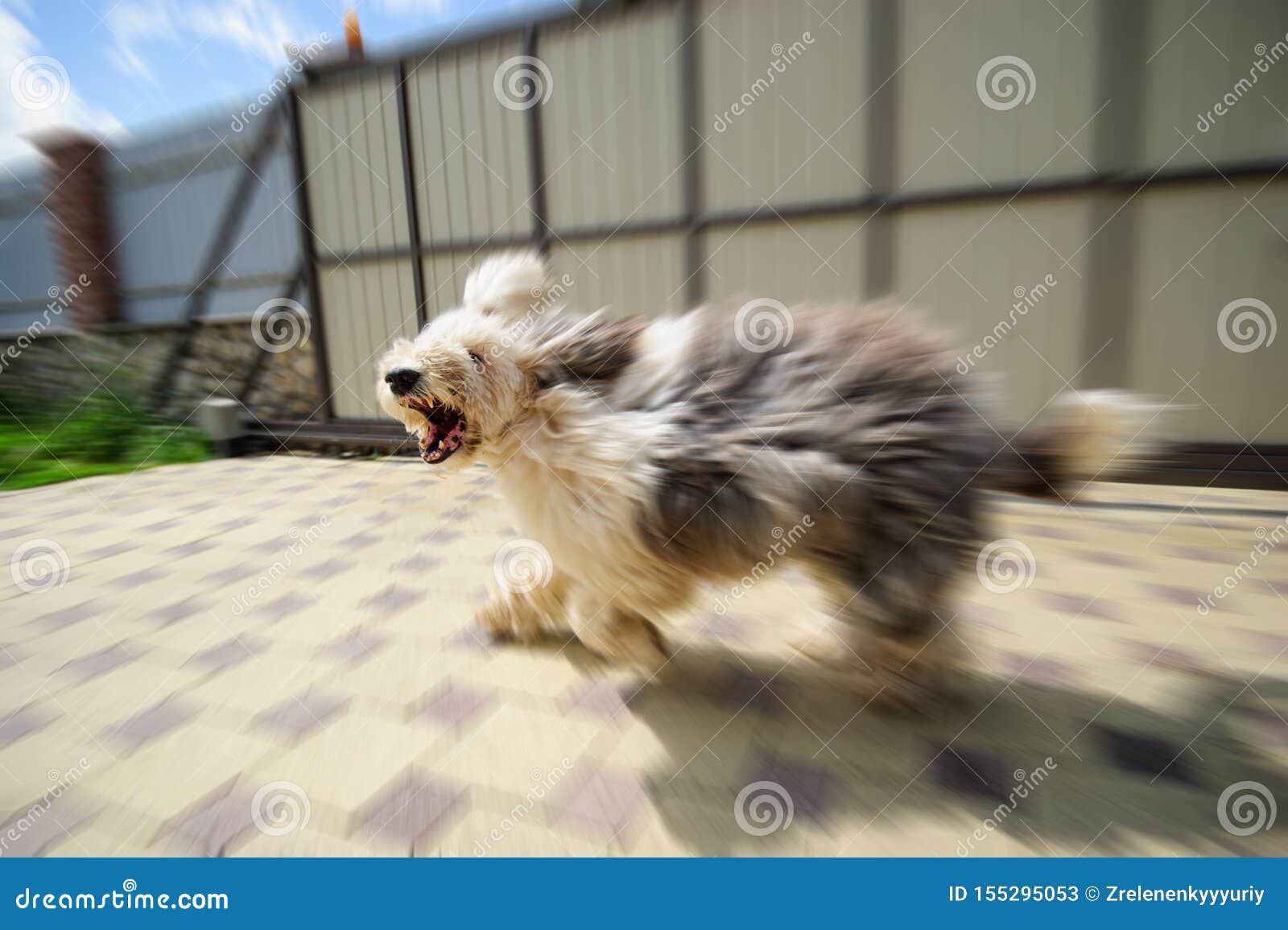 Funny Dog Running and Barking Outdoor Stock Image - Image of barking ...