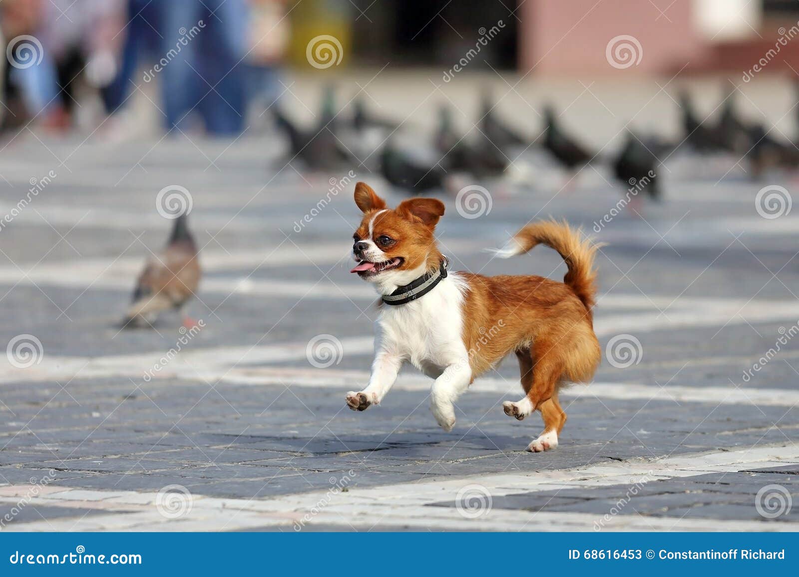 Funny dog running stock image. Image of dogs, motion - 68616453