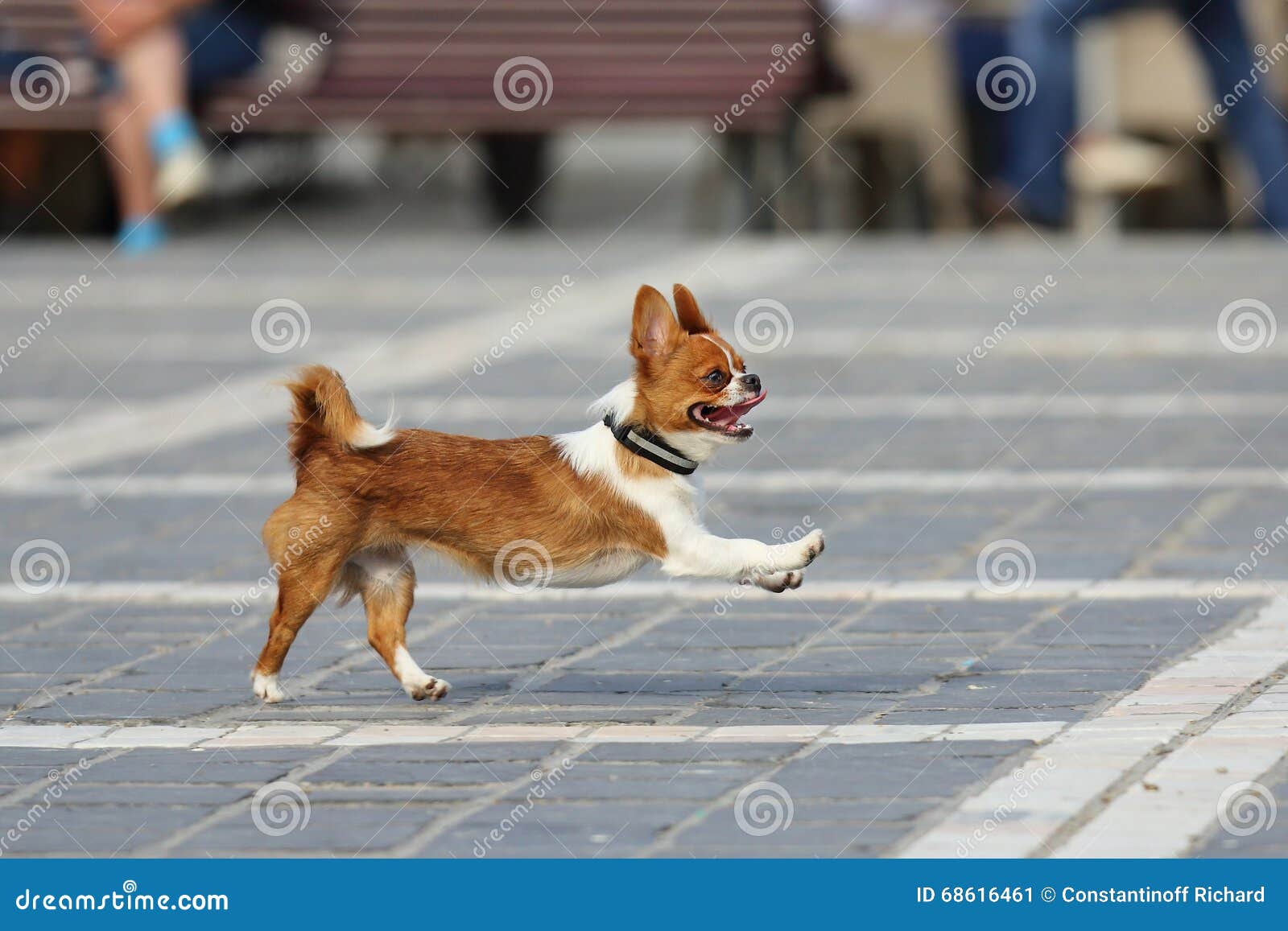 Funny dog running stock image. Image of meadow, funny - 68616461