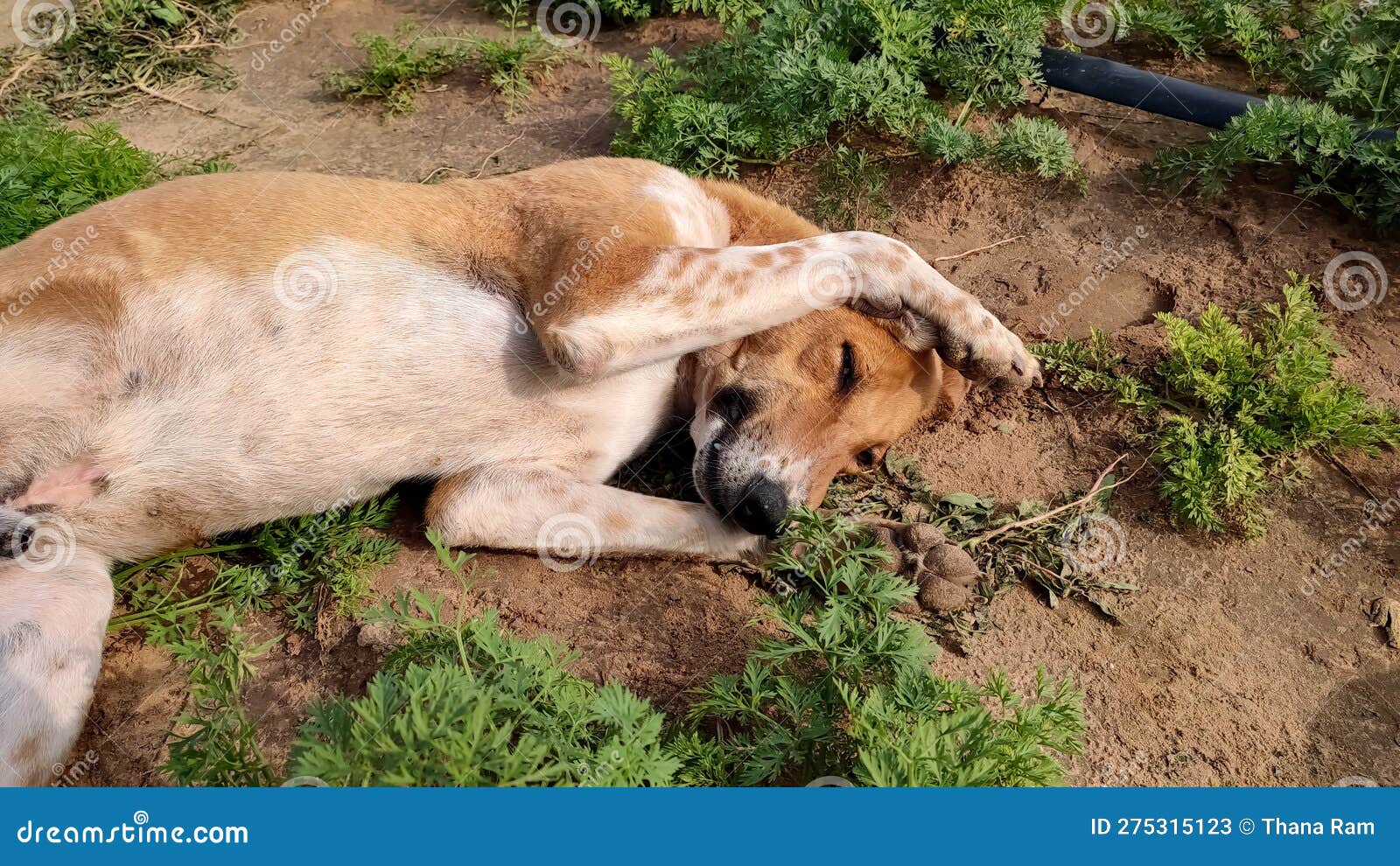 Dog Sleeping in the Carrot Crop Field, Dog Funny Activity Stock Image ...