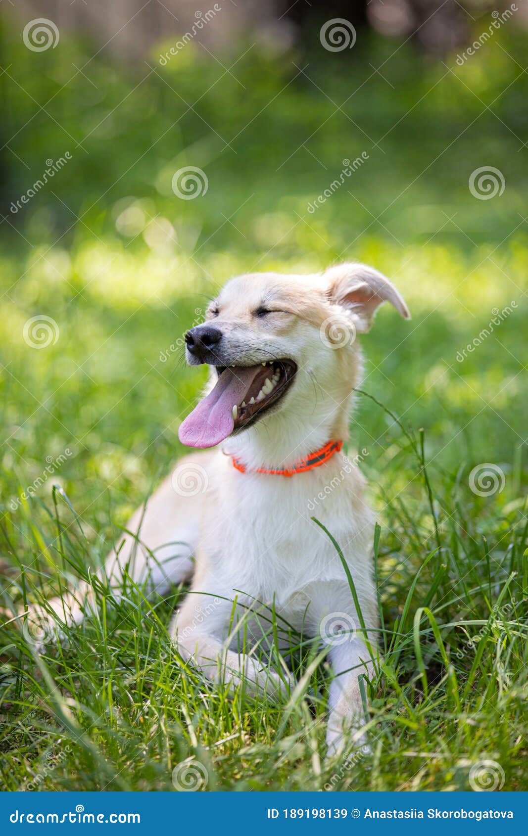 Funny Yellow Dog Smiling on the Grass Stock Image - Image of life, dogs ...