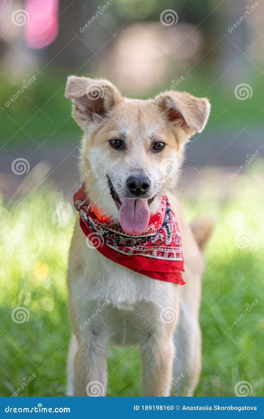 Funny Yellow Dog Smiling on the Grass Stock Photo - Image of field ...