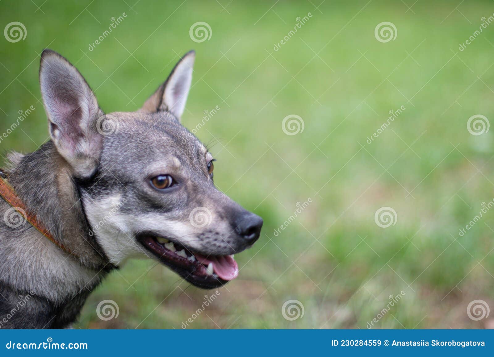 Funny dog smilling stock image. Image of animal, cute - 230284559