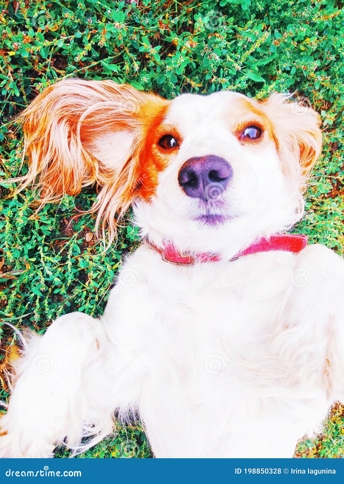 Funny dog spaniel stock photo. Image of funny, nose - 198850328