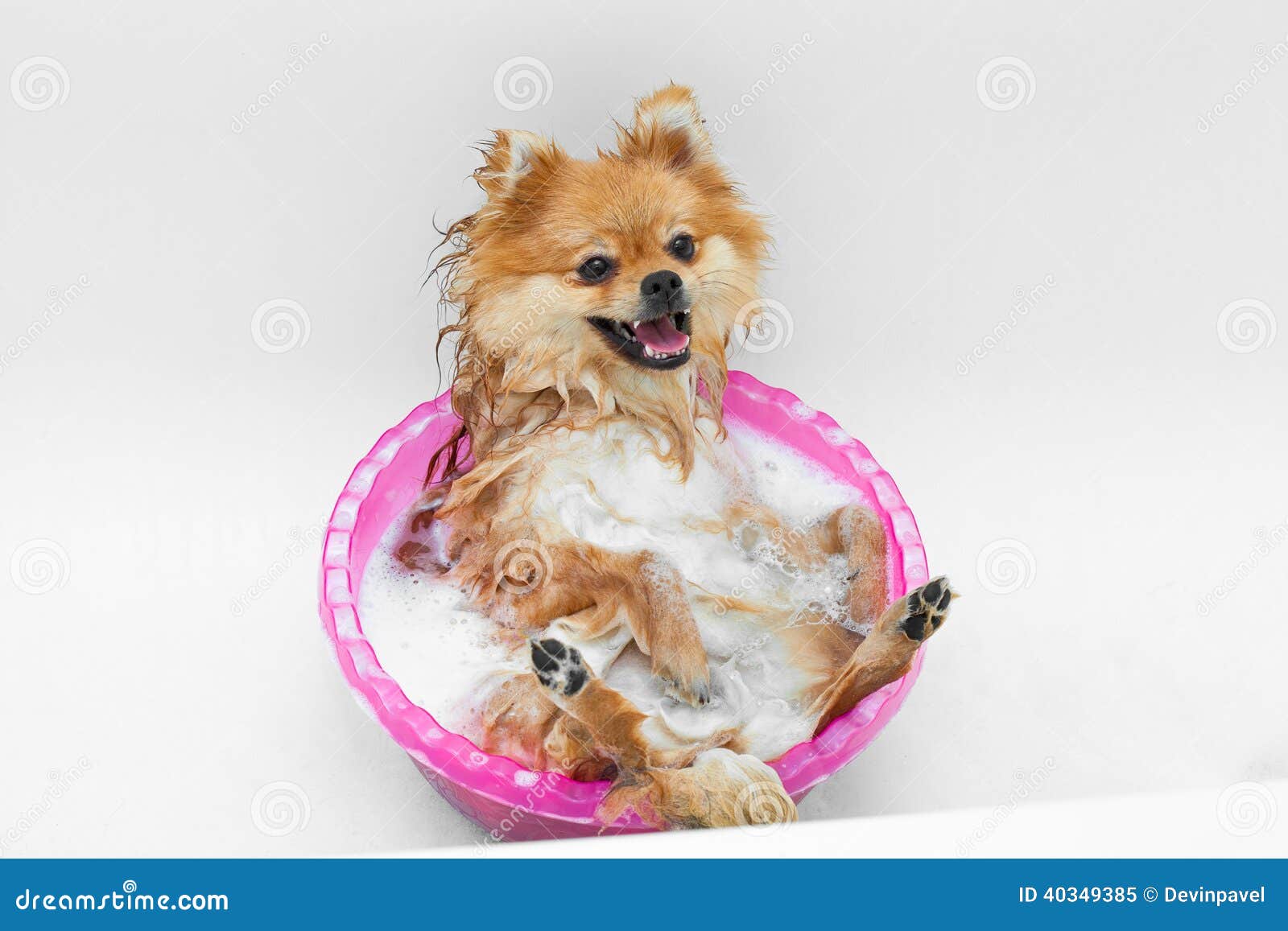 Funny dog taking a bath stock image. Image of animal - 40349385