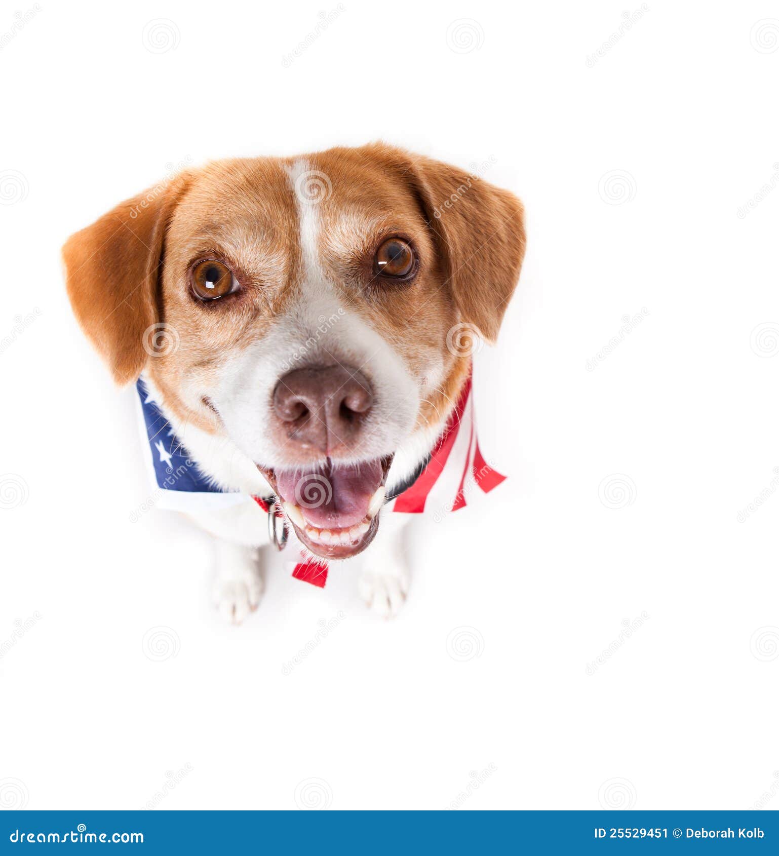 Proud Stoic Dog Photos - Free & Royalty-Free Stock Photos from Dreamstime