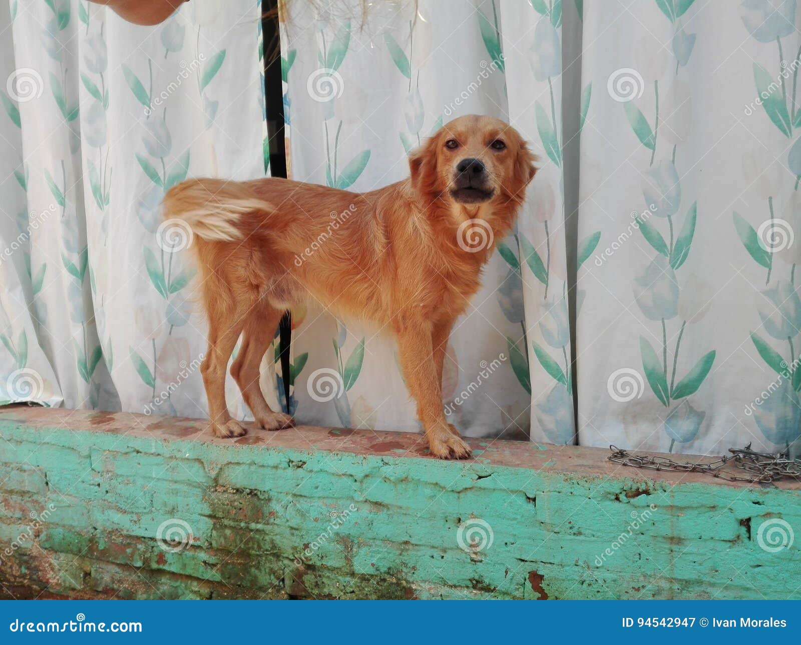 Kala Dog stock image. Image of calamardo, walking, kala - 94542947