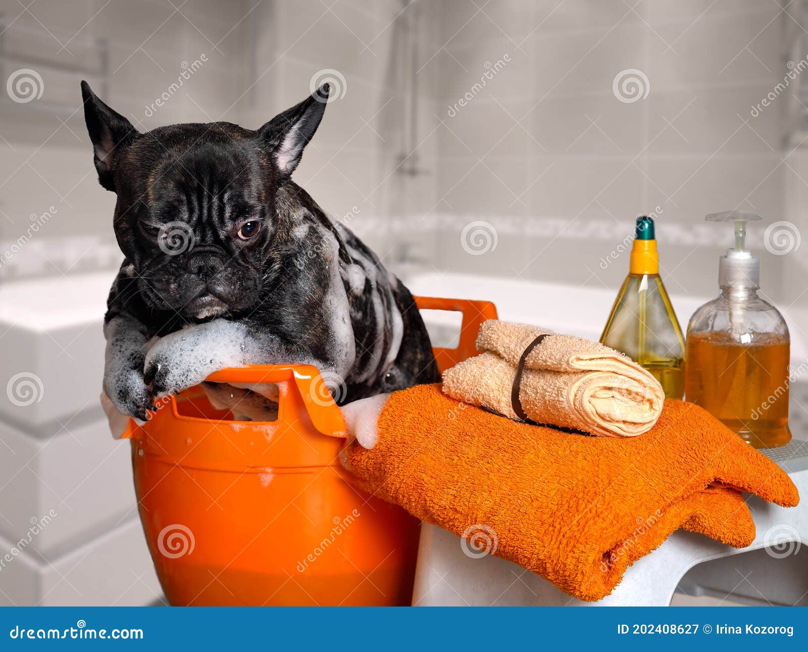 Funny Dog Wash in a Basin, Taking a Bath Stock Image - Image of bulldog ...