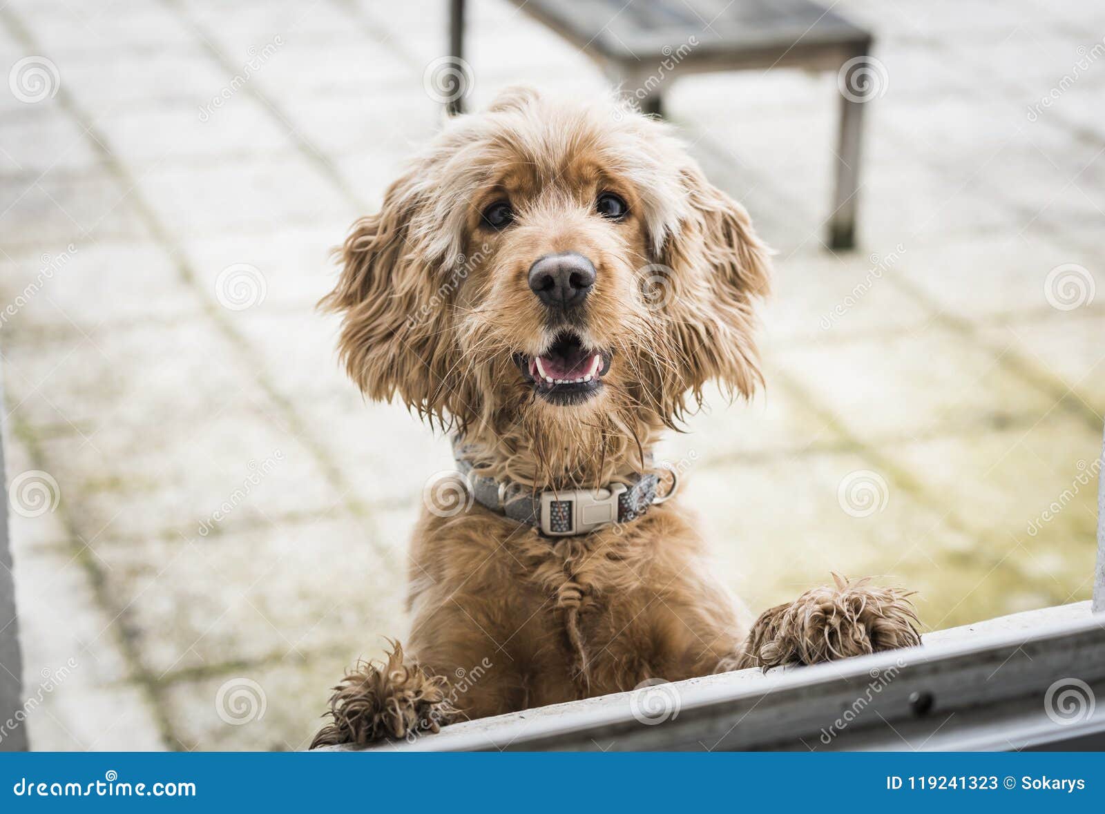 Dog at the window stock image. Image of long, exterior - 119241323