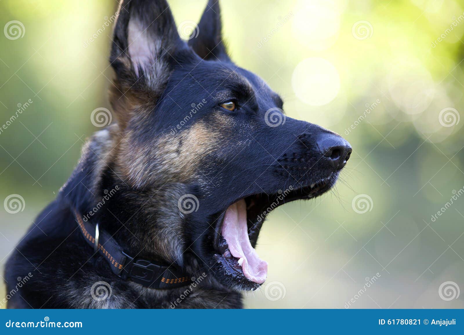 Funny dog yawning stock image. Image of dogs, humorous - 61780821