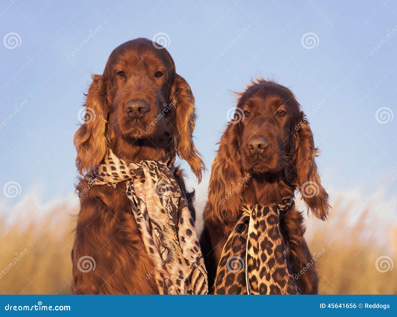 Funny dogs stock photo. Image of face, funny, animal - 45641656