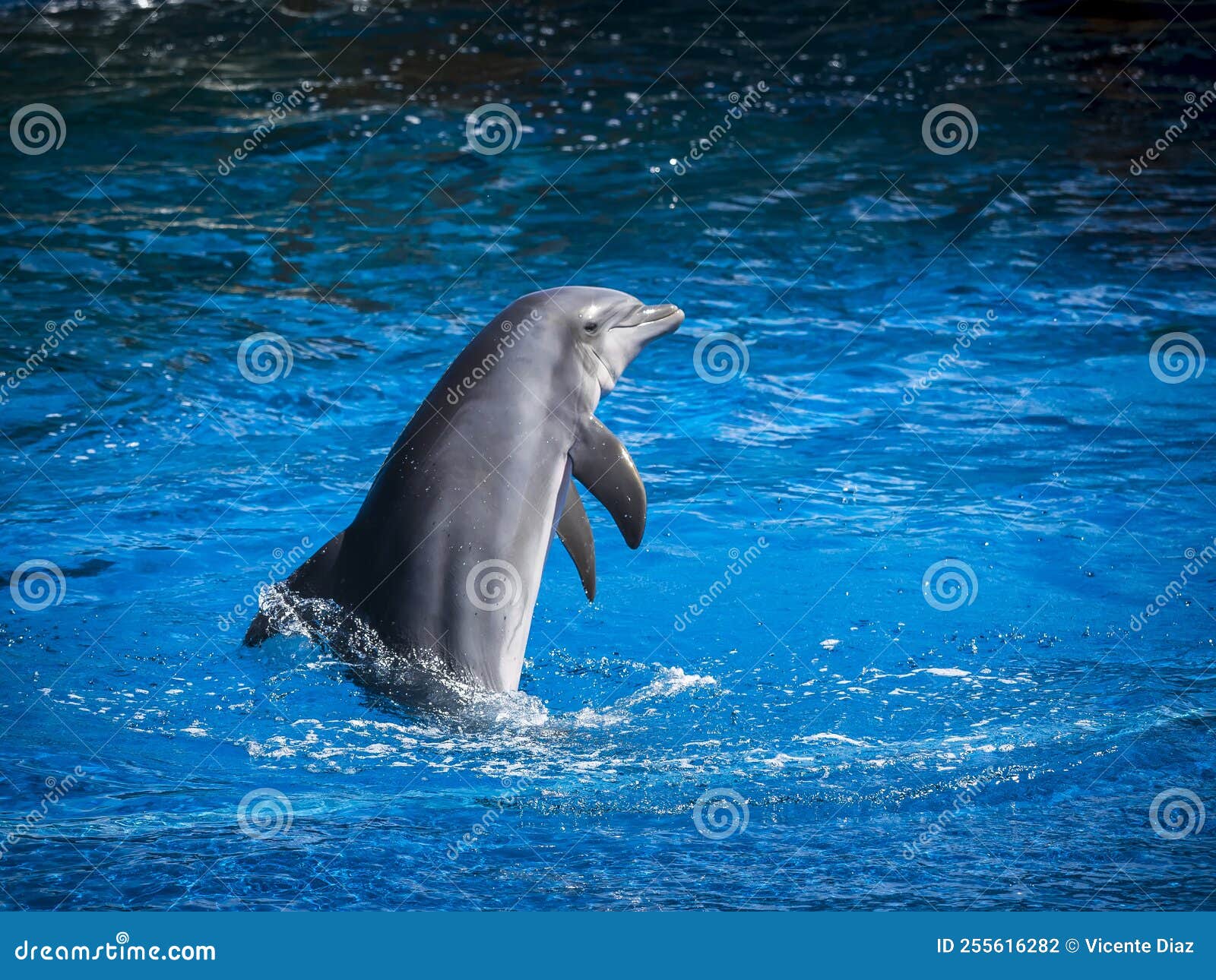 Funny Dolphin Having Some Fun Stock Photo - Image of funny, delfin ...