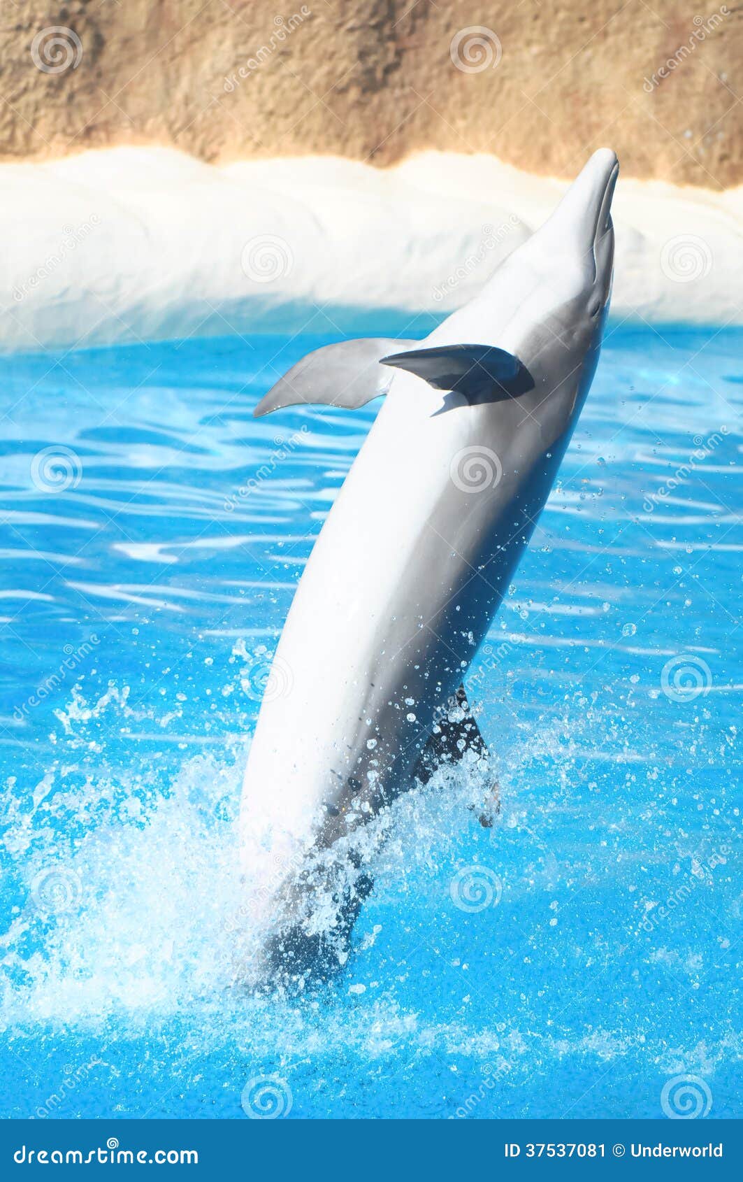 Funny Dolphins stock image. Image of dolphin, swimming - 37537081