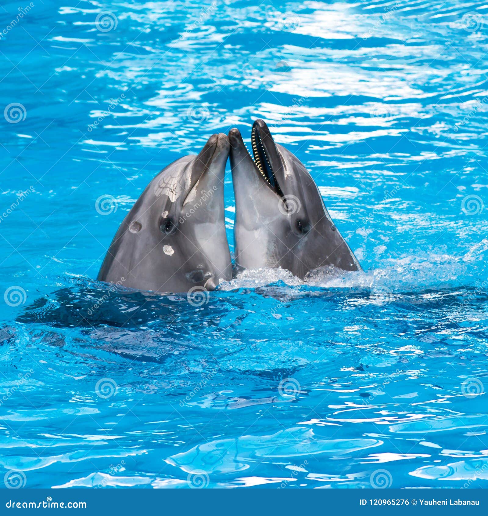 Funny Dolphins in the Pool during a Show Stock Photo - Image of ...