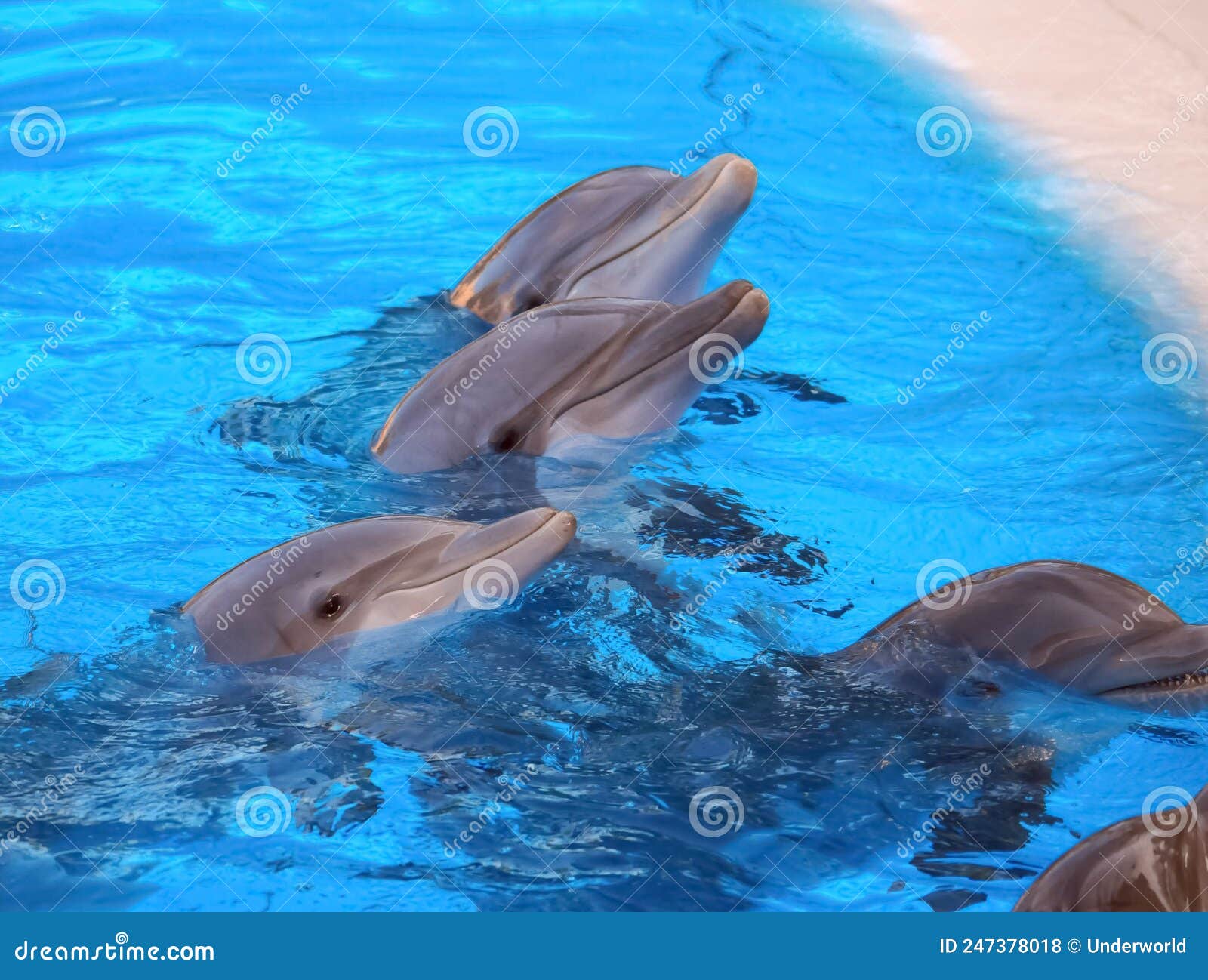 Funny Dolphins stock photo. Image of unusual, aquarium - 247378018