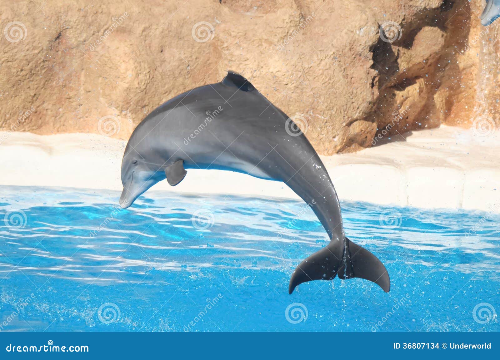 Funny Dolphins stock photo. Image of surface, funny, marine - 36807134