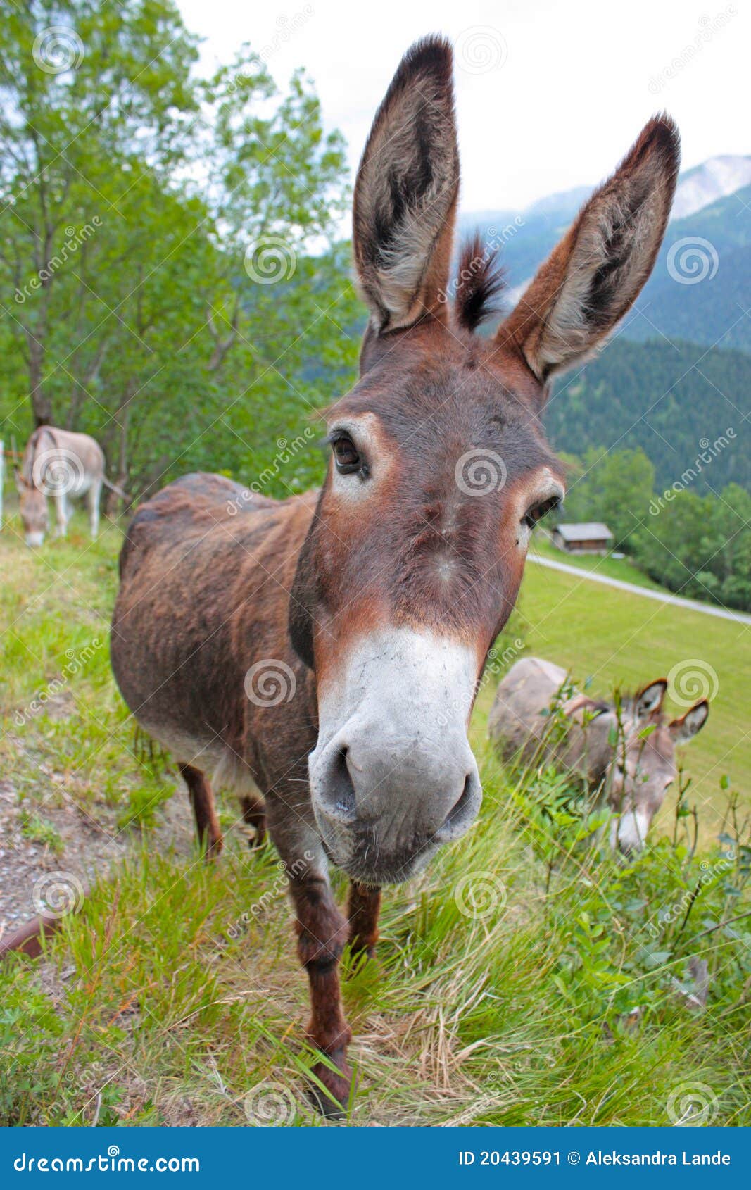 Funny donkey stock image. Image of closeup, countryside - 20439591