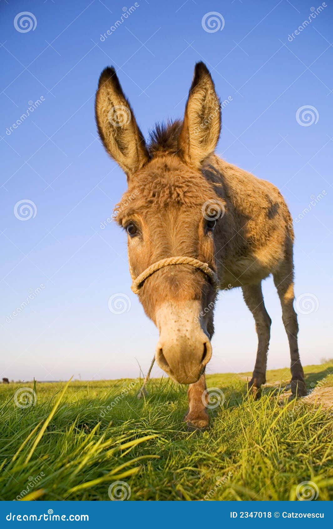Funny donkey stock photo. Image of horse, burro, branches - 2347018