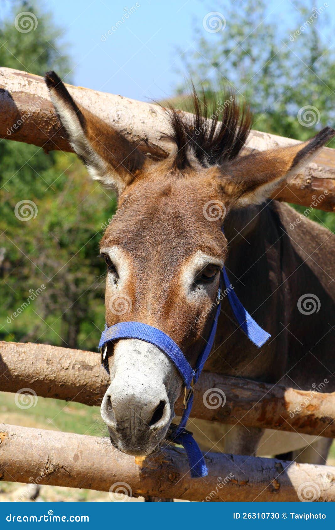 Funny donkey stock photo. Image of country, herbivorous - 26310730
