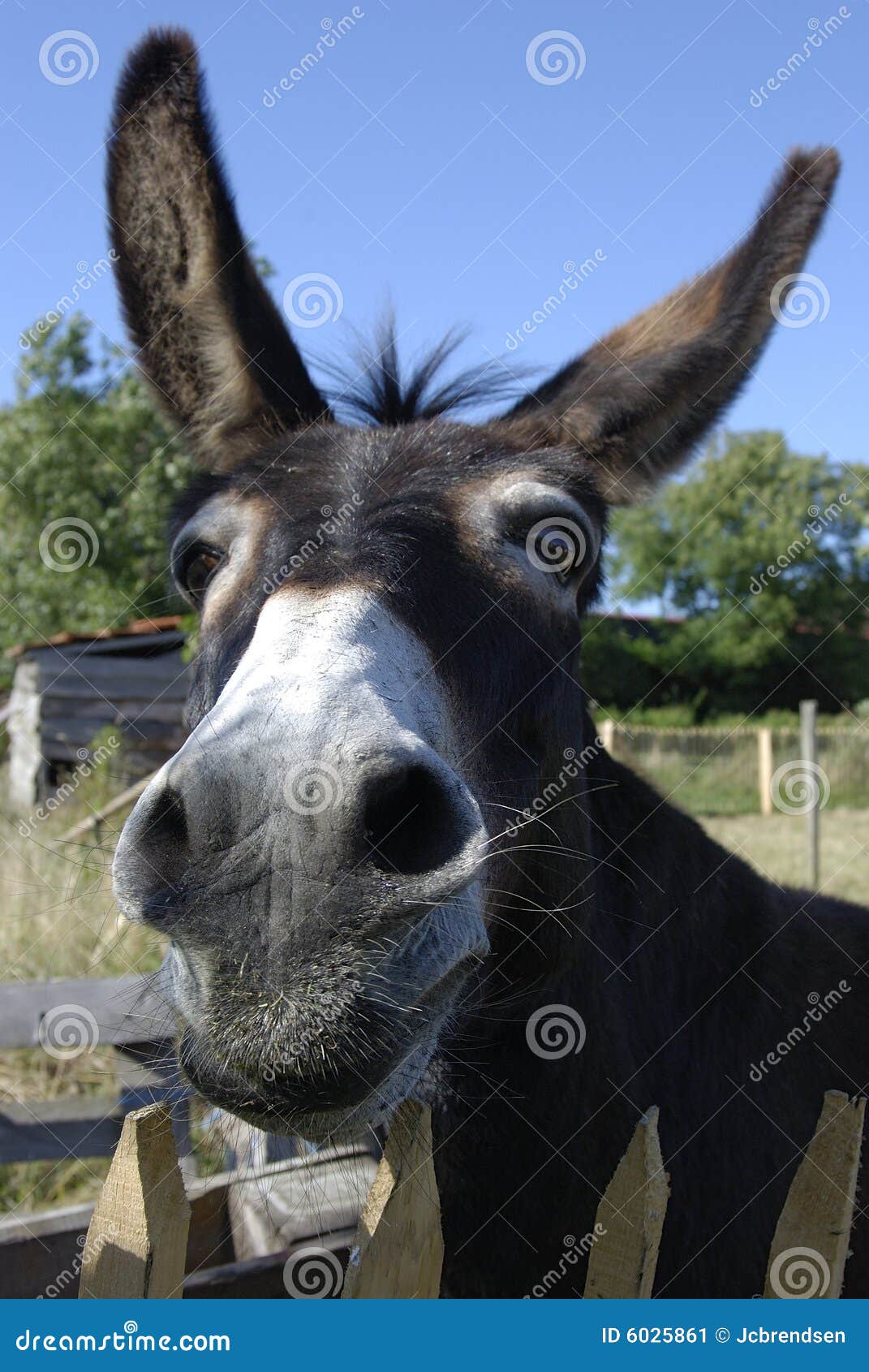 Funny donkey stock image. Image of holiday, funny, donkey - 6025861