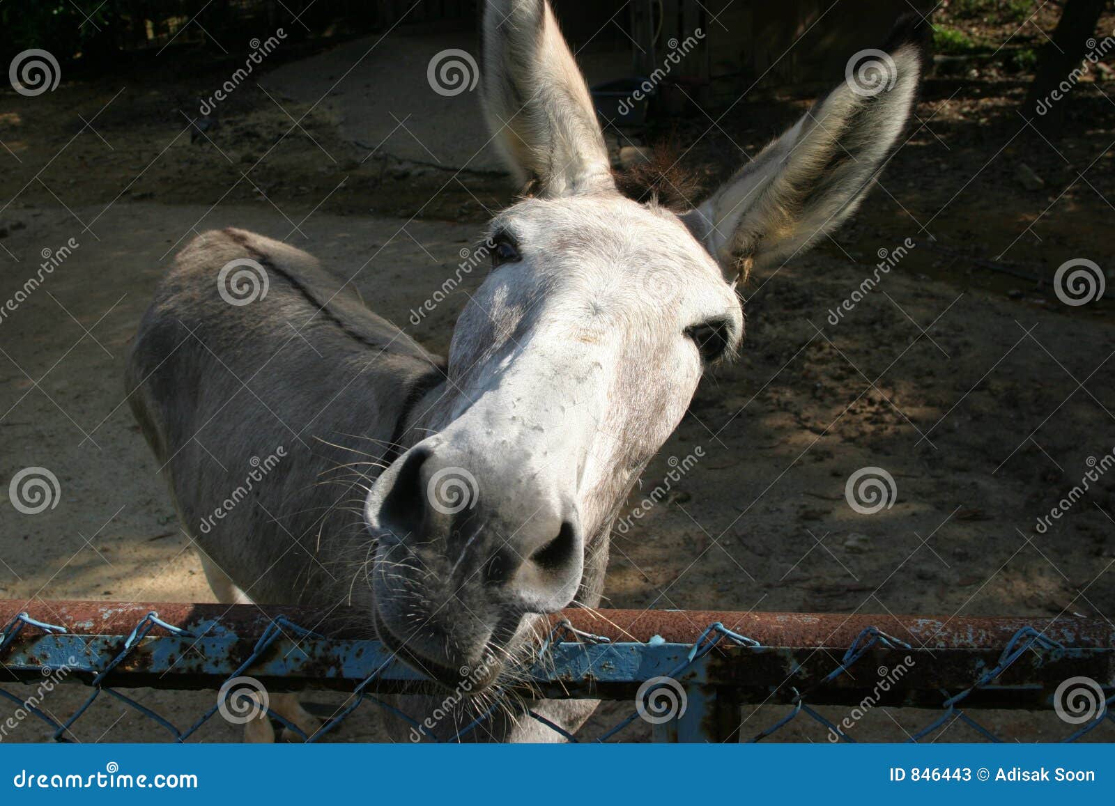 Funny Donkey With Very Long Ears Photographed With A Fisheye Len ...
