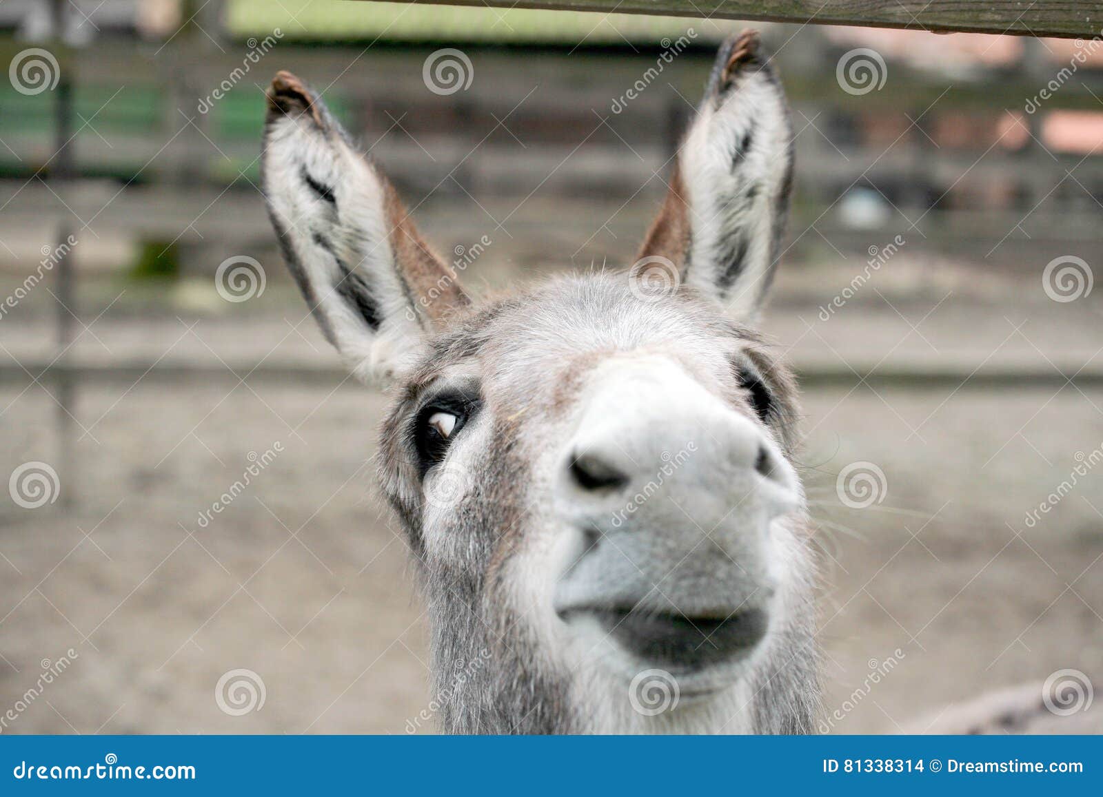 Funny donkey stock photo. Image of barnyard, animal, mammal - 81338314