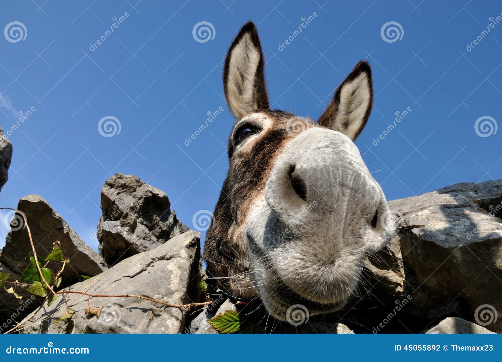 Funny donkey stock photo. Image of nose, mouth, view - 45055892