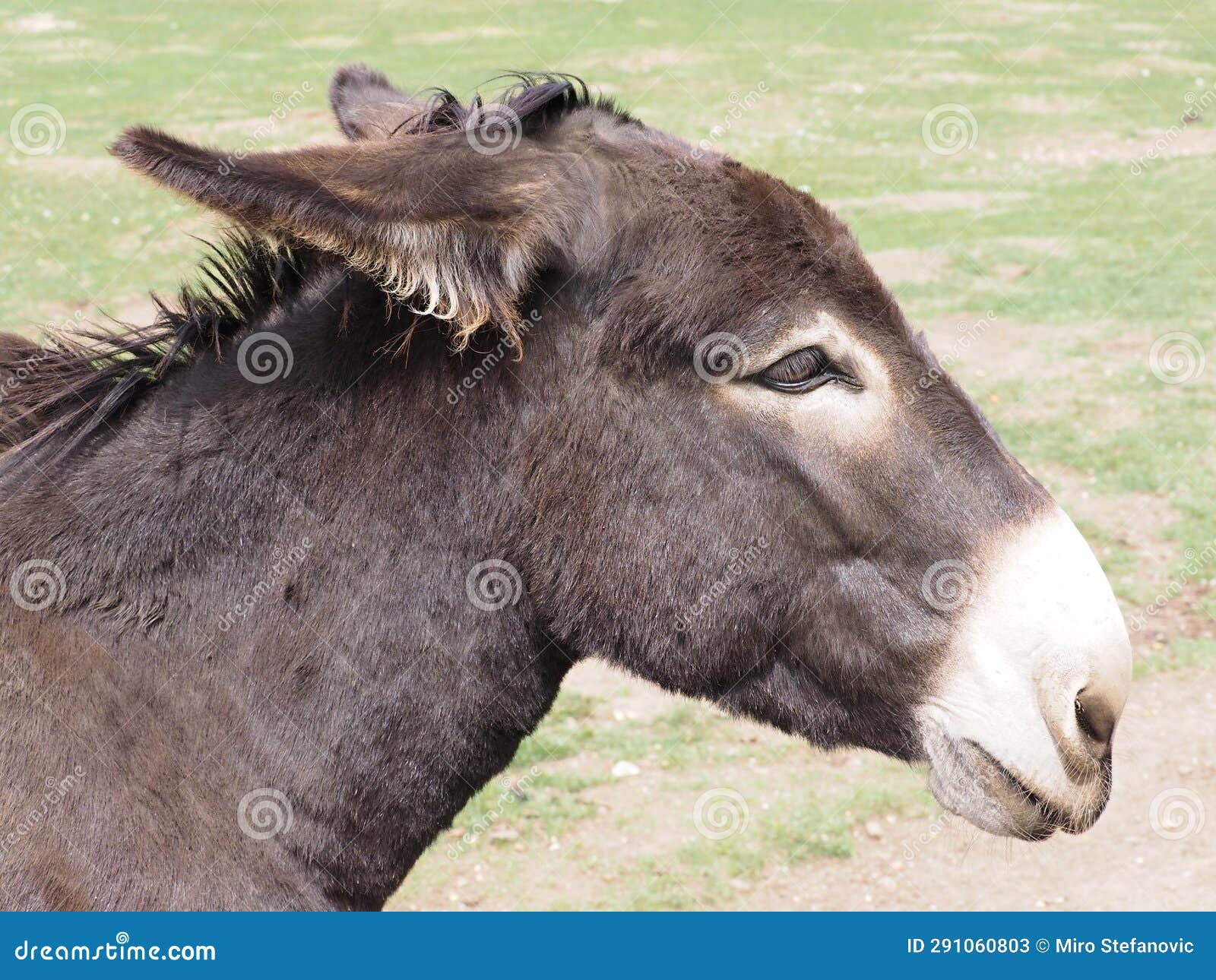 Funny Donkey stock image. Image of head, pasture, animal - 291060803