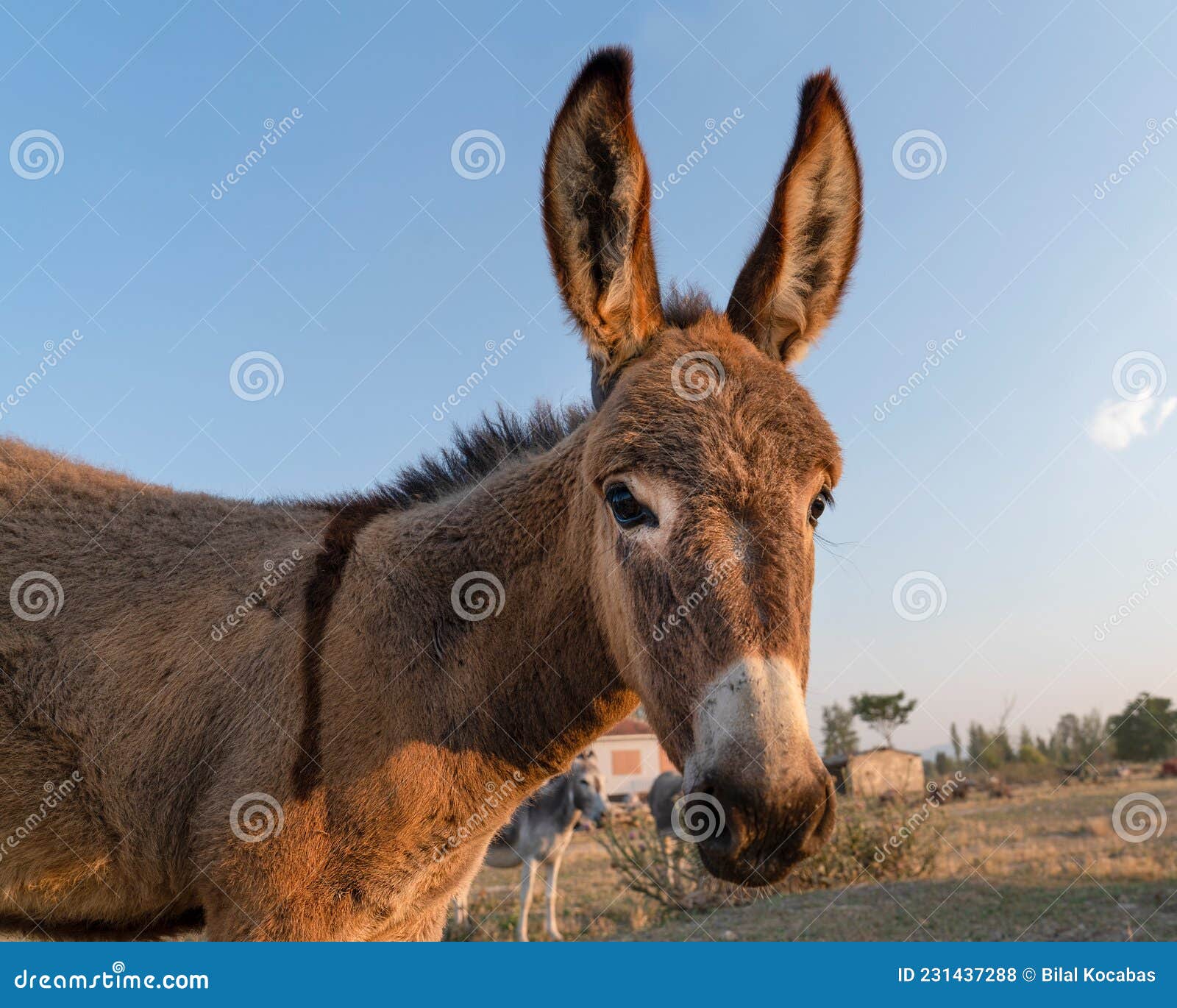 Donkey Face Side Detail Royalty-Free Stock Photo | CartoonDealer.com ...