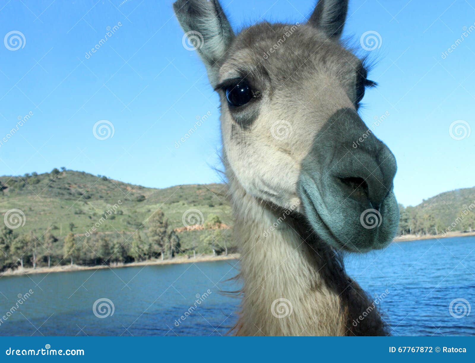 Funny donkey face stock photo. Image of head, looking - 67767872