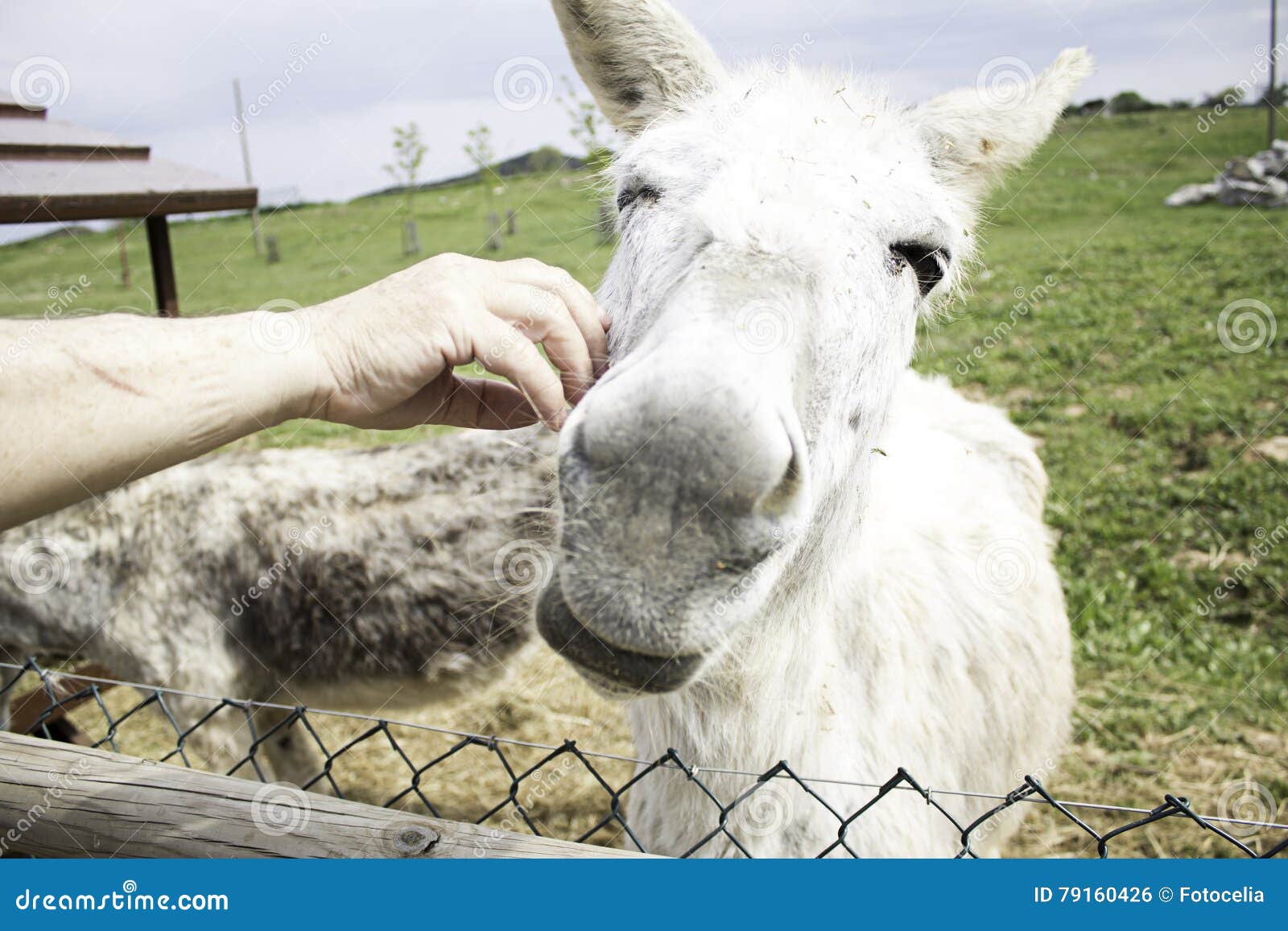 Funny donkey farm stock photo. Image of equus, livestock - 79160426
