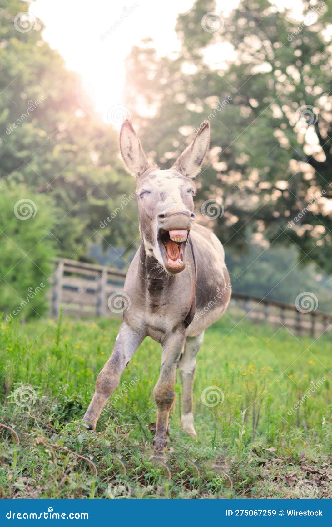 Funny donkey in field stock image. Image of donkey, laugh - 275067259