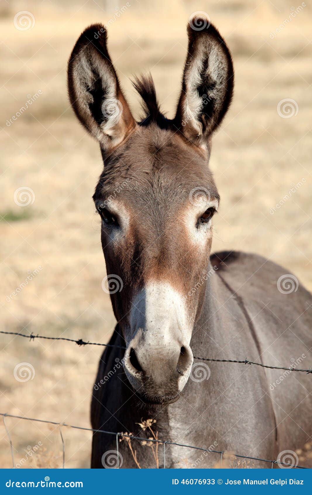 Funny Donkey Looking at Camera Stock Image - Image of closeup ...