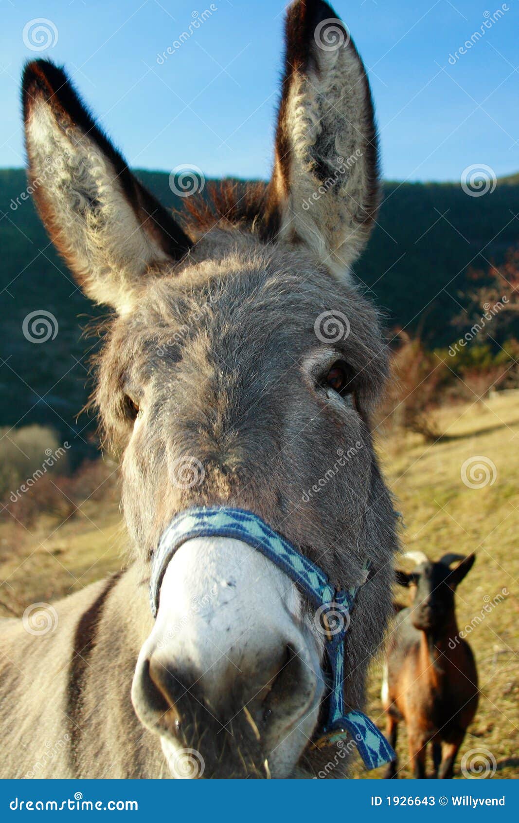 Funny Donkey Portrait Stock Photos - Image: 1926643